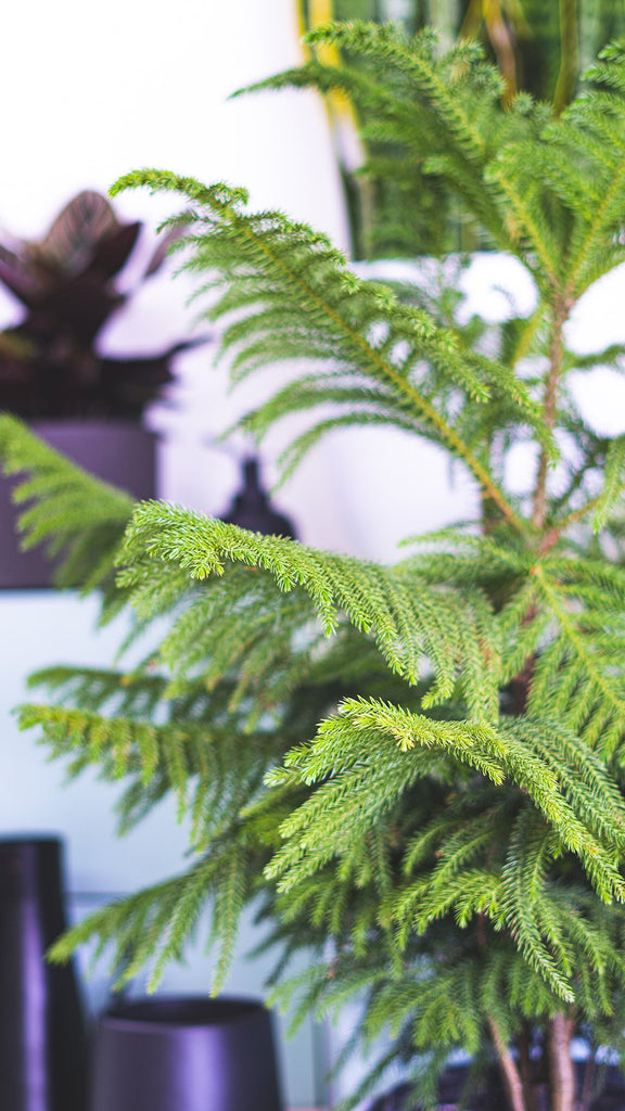 Norfolk Island Pine | Care & Tips | Plantsome