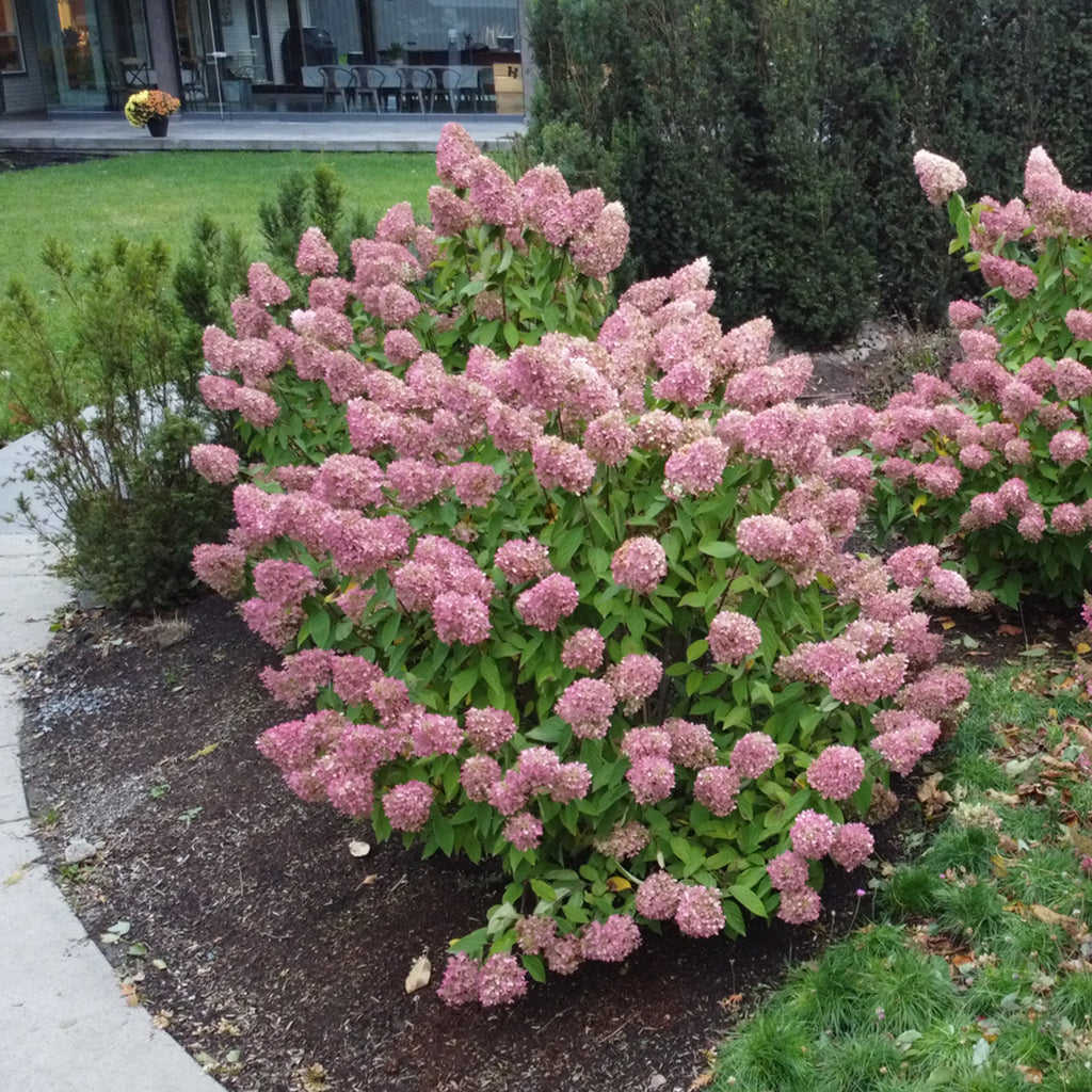 Sweet Summer Hydrangea | Hydrangea Paniculata (L) – Plantsome