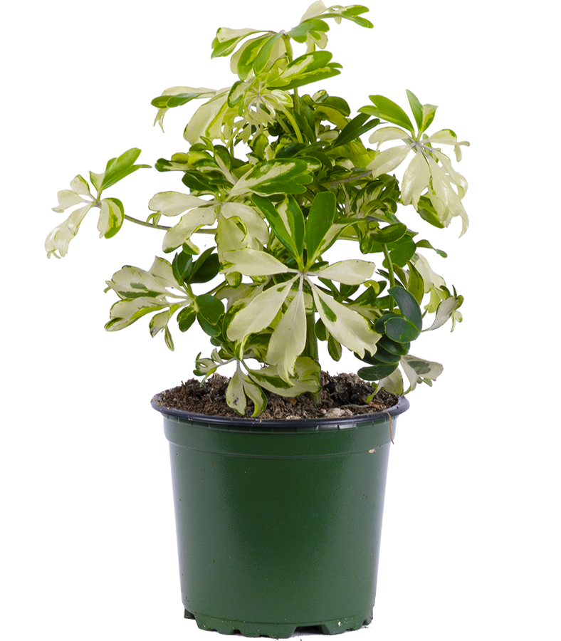 Schefflera Janine | Umbrella Plant | 4" Pot | Houseplant | Plantsome