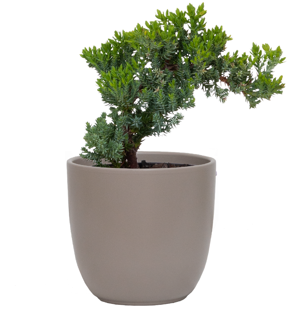 Juniper Bonsai Tree 4 Pot Easy Care Garden Plant Plantsome