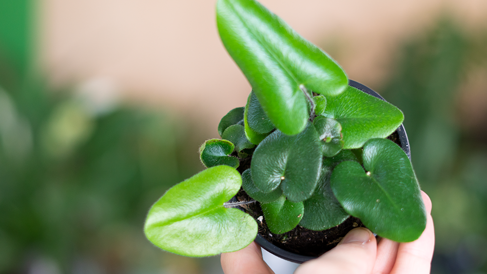 How to care for a Heart Fern | Care & Tips | Plantsome