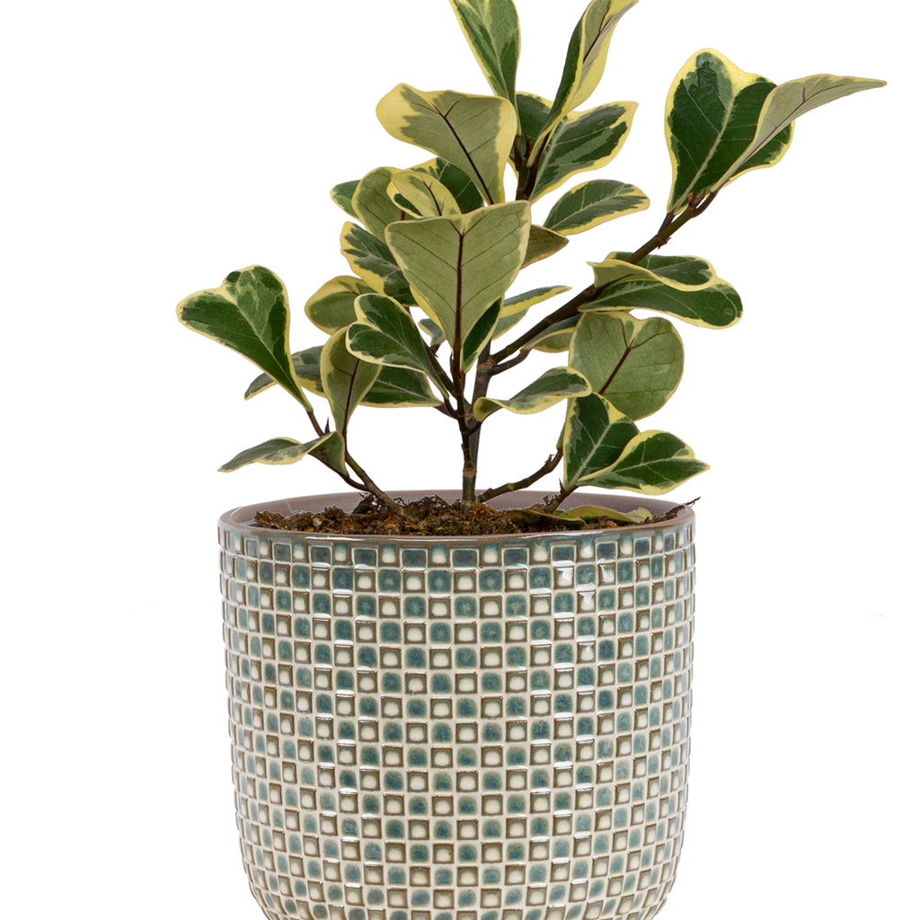 Ficus Triangularis | Care & Tips | Plantsome