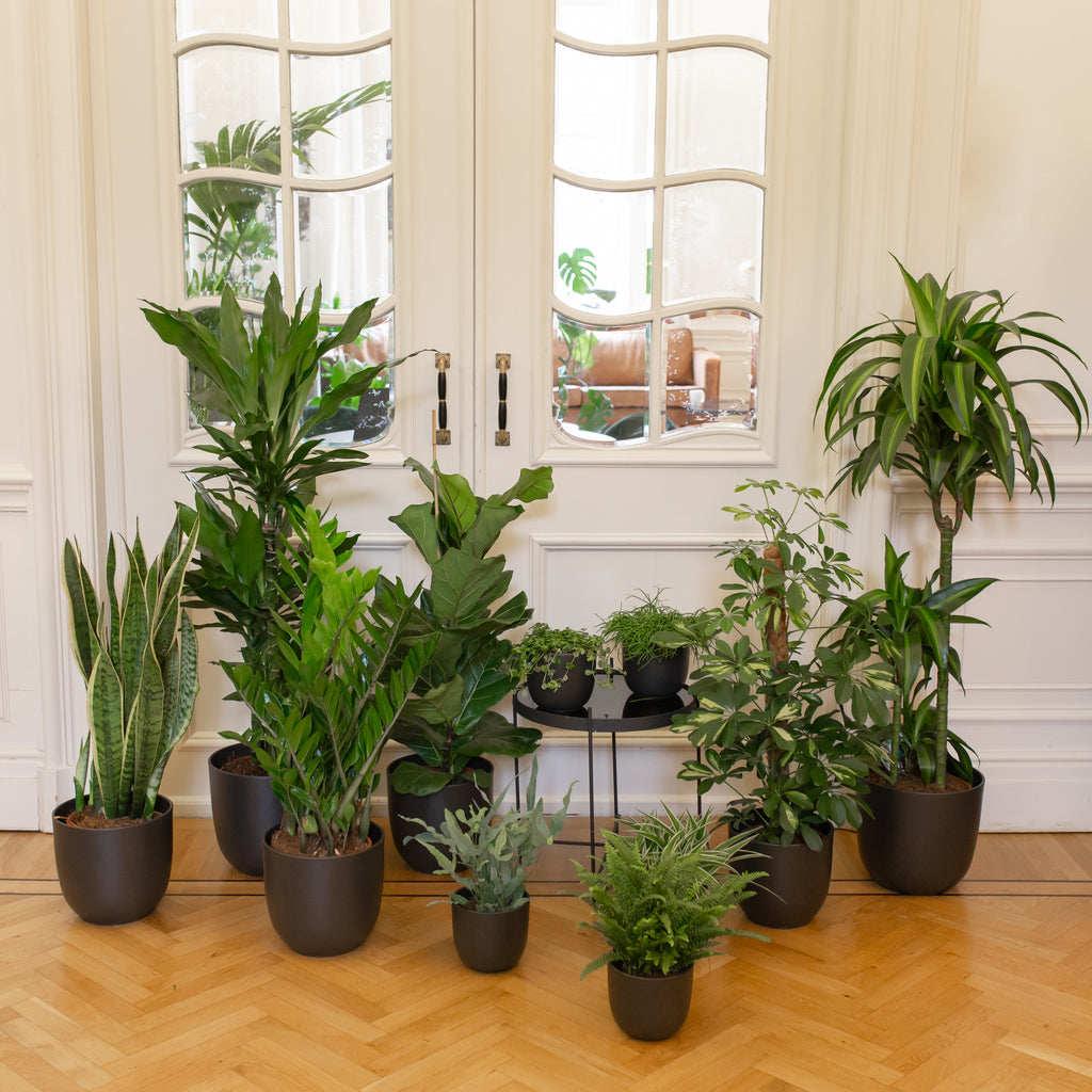 Top 6: Safe and Stylish Greenery for Your Home – Plantsome