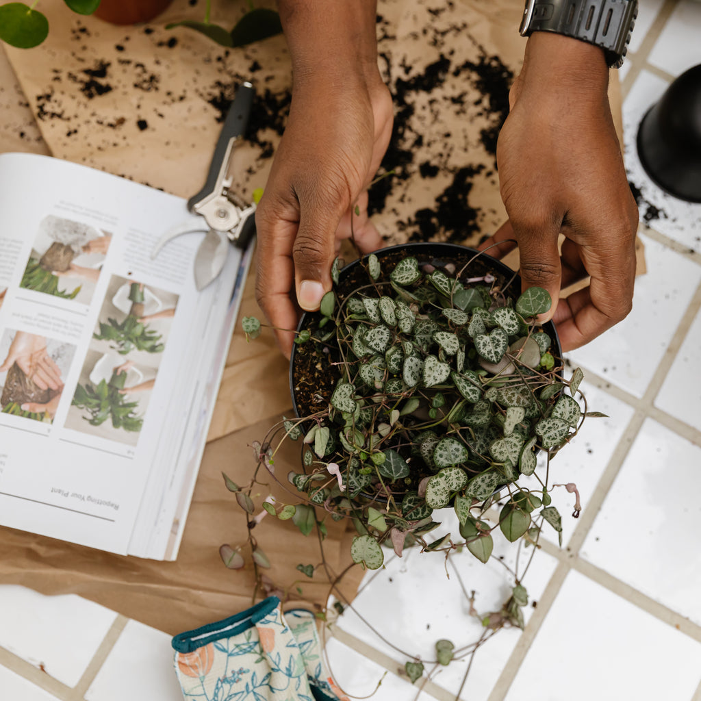 Pick Your Pot: An Indoor and Outdoor Pottery Guide – Plantsome