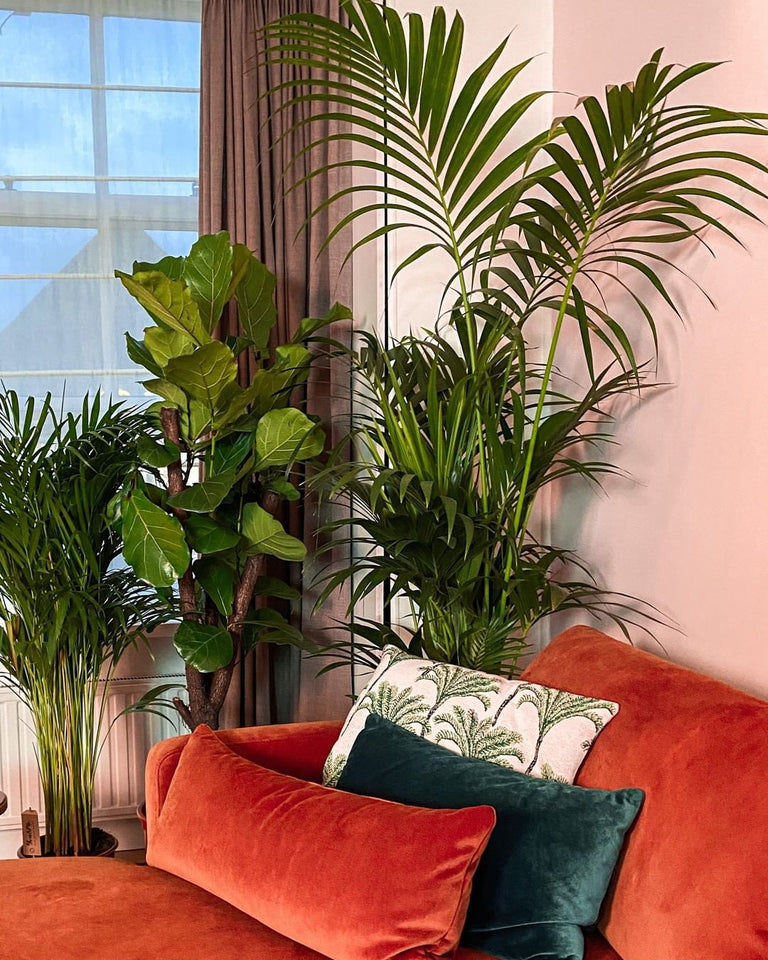 Want to become a badass plant parent in 2021? Here's how – Plantsome