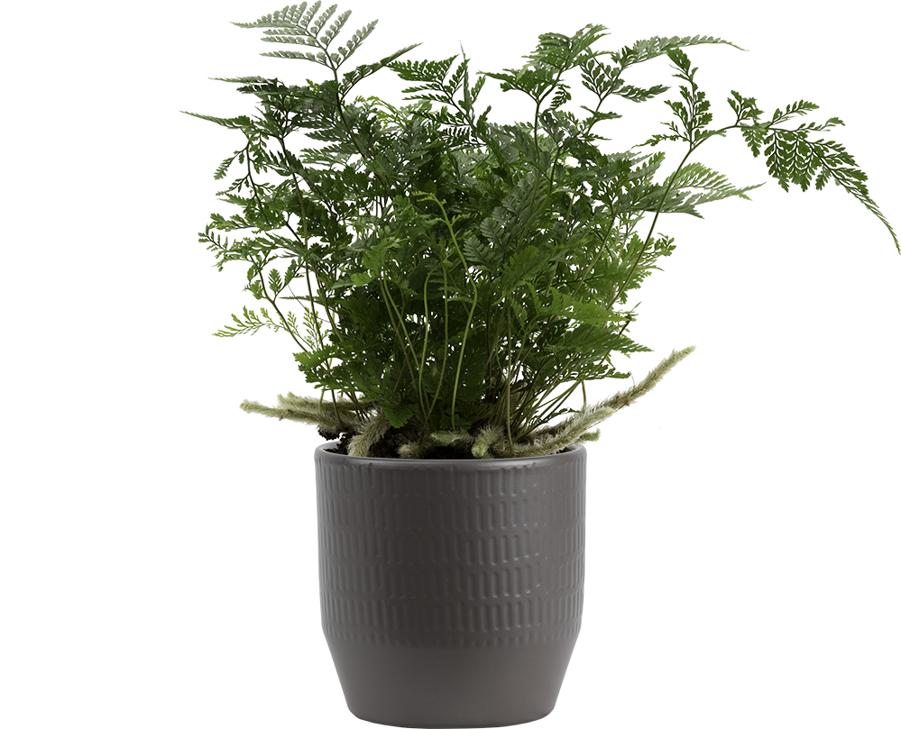 Rabbit's Foot Fern | Care & Tips | Plantsome