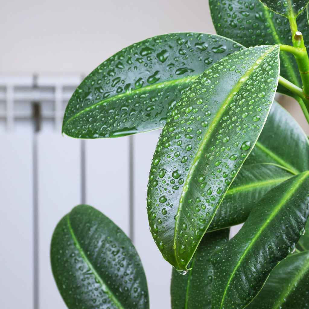 How Humidity Affects Plant Care – Plantsome