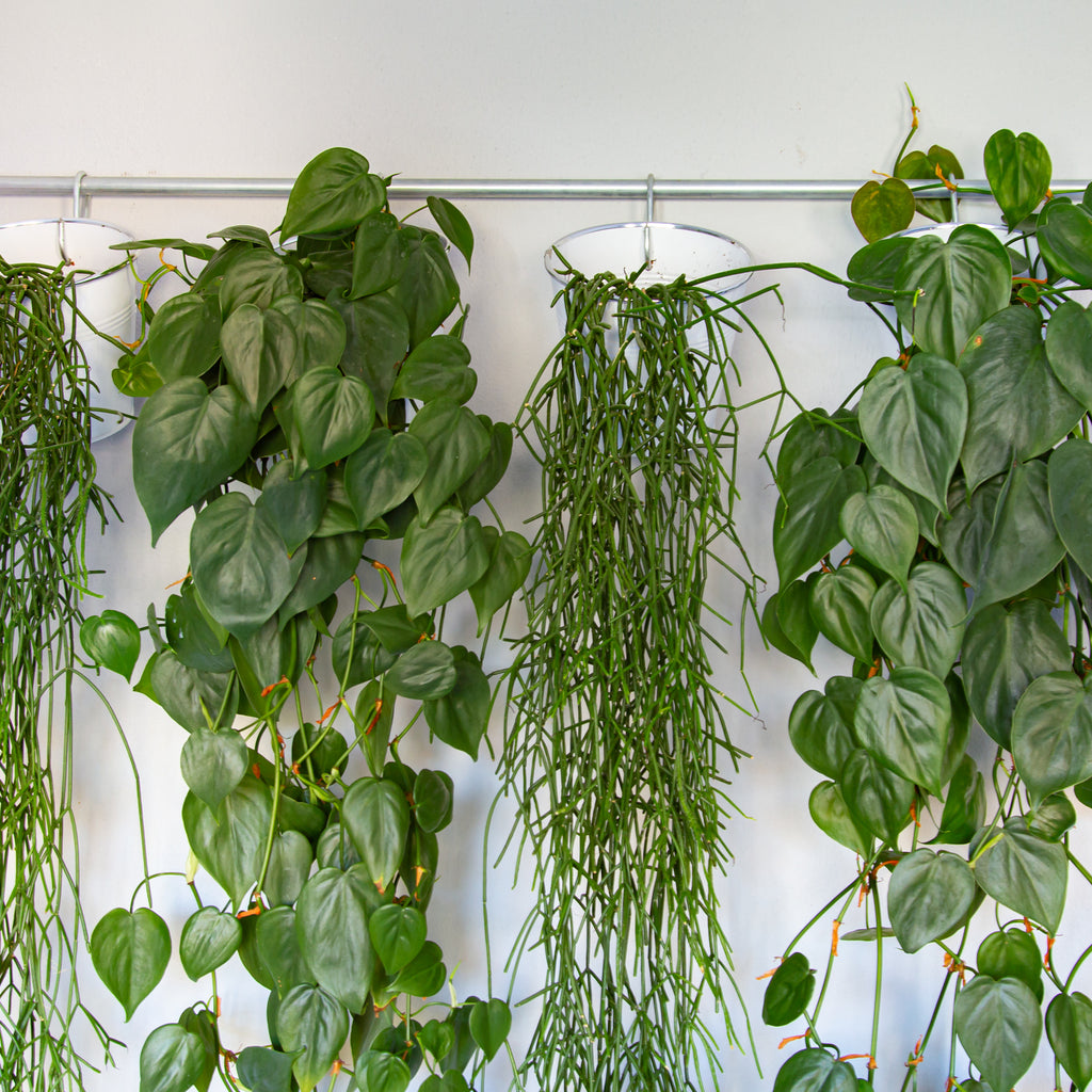 Climbers and Viners: Why Trailing Plants are Great Starter-Plants ...