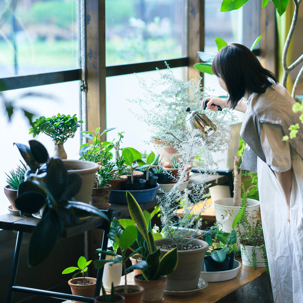 Seasonal Plant Changes to Watch Out For This Fall – Plantsome