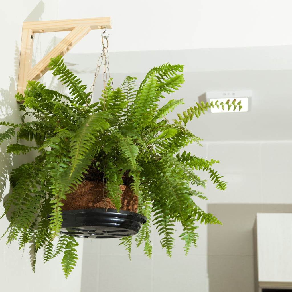 5 Ferns Fit for Every Style – Plantsome