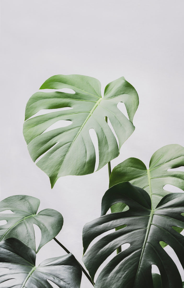 All About Aroids – Plantsome