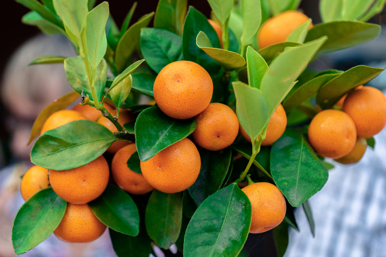 All About Citrus – Plantsome