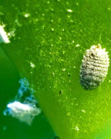 Plant Illnesses: Soft Scale Insects - Plantsome