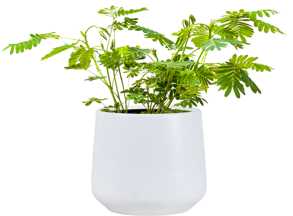 Mimosa Pudica | Sensitive Plant | 4" Pot | Easy Care Houseplant | Plantsome