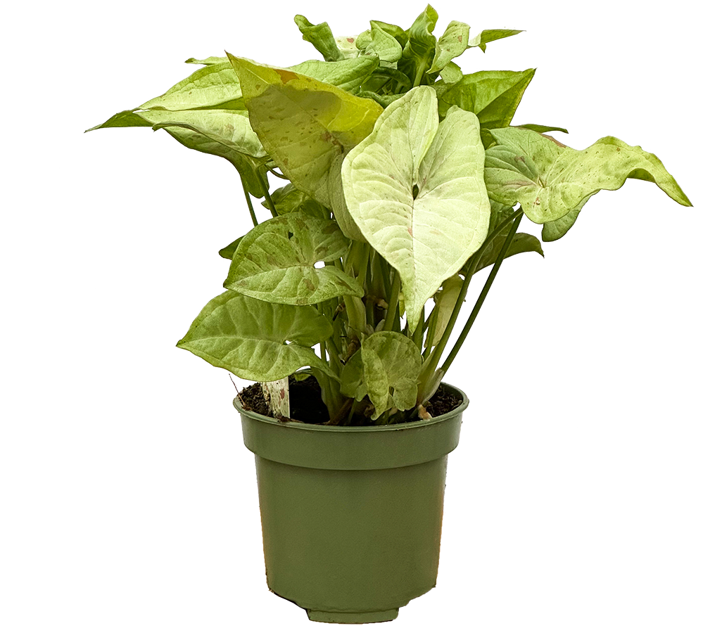 Syngonium Podophyllum | Nephthytis White Confetti | 4" Pot | Houseplant ...