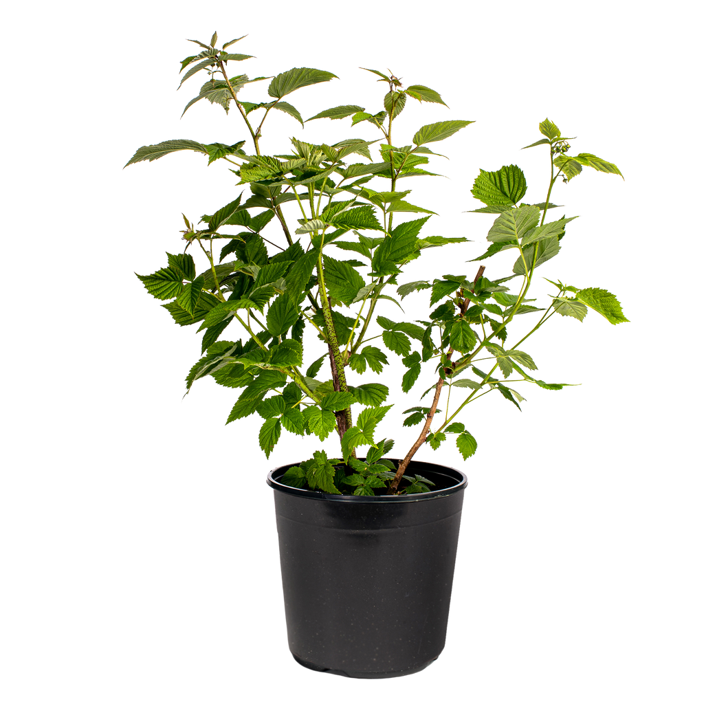 Rubus Idaeus | Nova Raspberry (L) – Plantsome