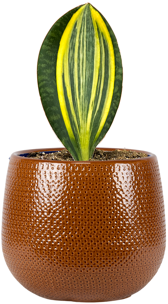 Sansevieria Masoniana | Whale Fin Snake | 8" Pot | Easy Care Houseplant ...