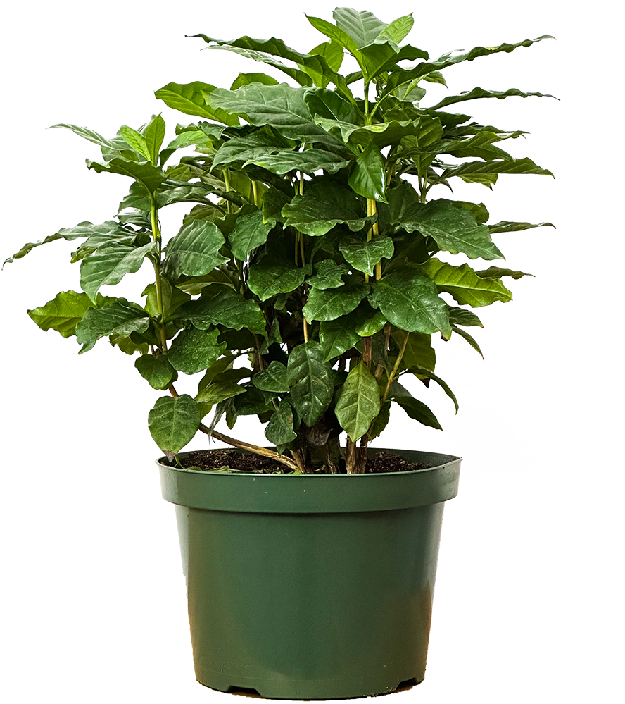 Coffea Arabica | Coffee Plant | 8" Pot | Easy Care Houseplant | Plantsome