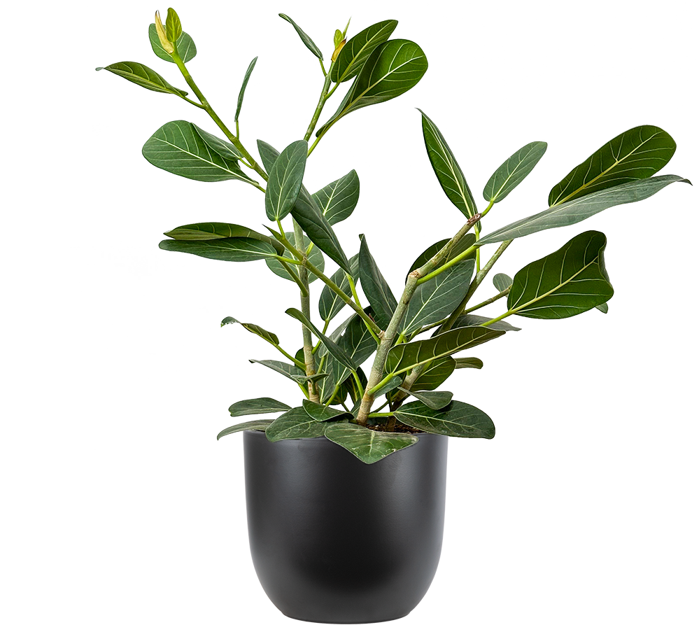 Ficus Benghalensis | Ficus Audrey | 10" Pot | Houseplant | Plantsome