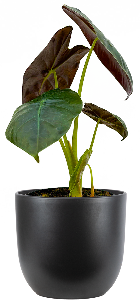 Alocasia Micholitziana Golden Bone | African Mask | 4" Pot | Houseplant ...