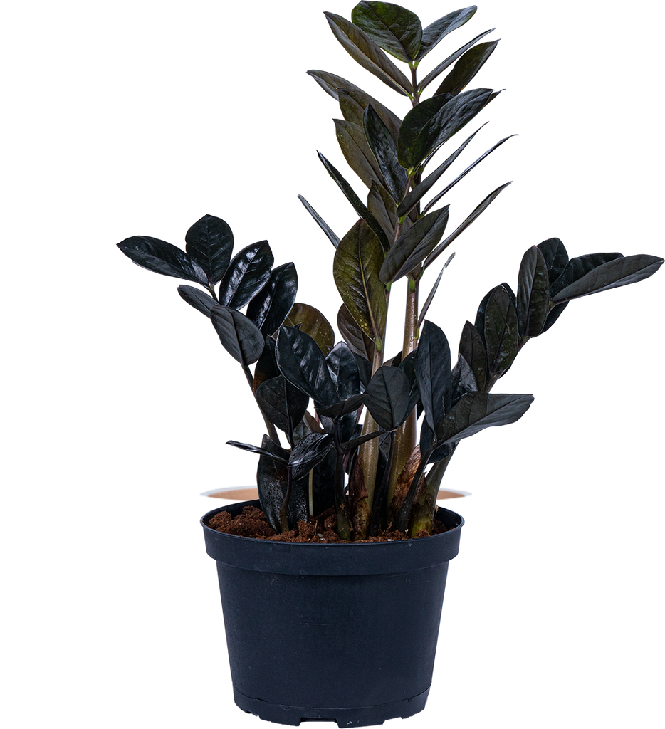 Zamioculcas Black Raven | ZZ Plant | 8" Pot | Easy Care Houseplant ...
