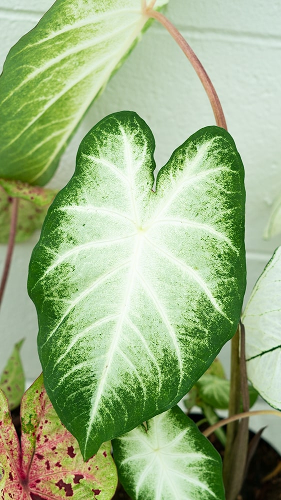 Caladium | Aaron | 6" Pot | Houseplant | Plantsome