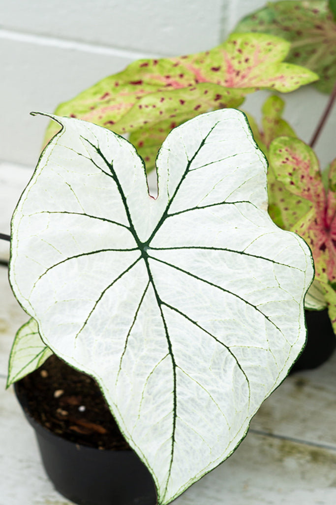 Caladium | Allure | 6" Pot | Houseplant | Plantsome