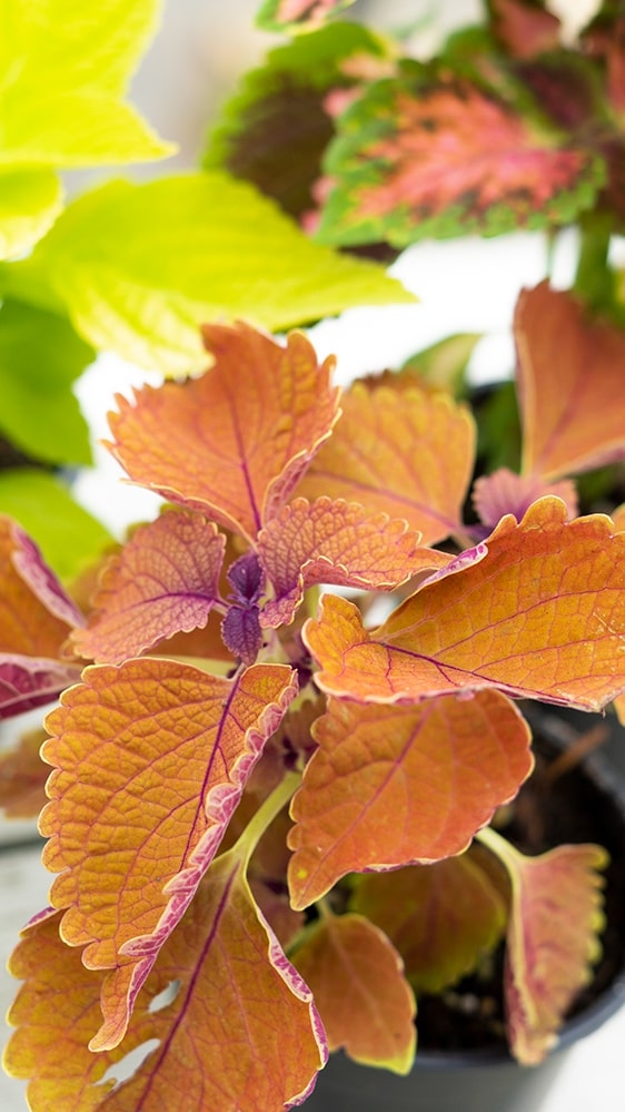 Coleus Wall Street | 4" Pot | Easy Care Garden Plant | Plantsome