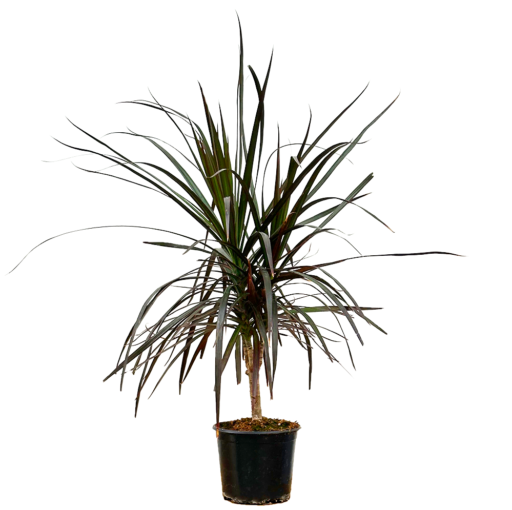 Dracaena Marginata Tricolor | Dragon Tree | 6" Pot | Easy Care ...