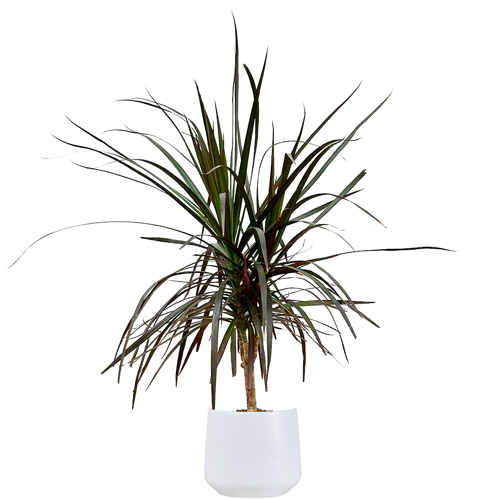 Dracaena Marginata Tricolor | Dragon Tree | 6" Pot | Easy Care ...