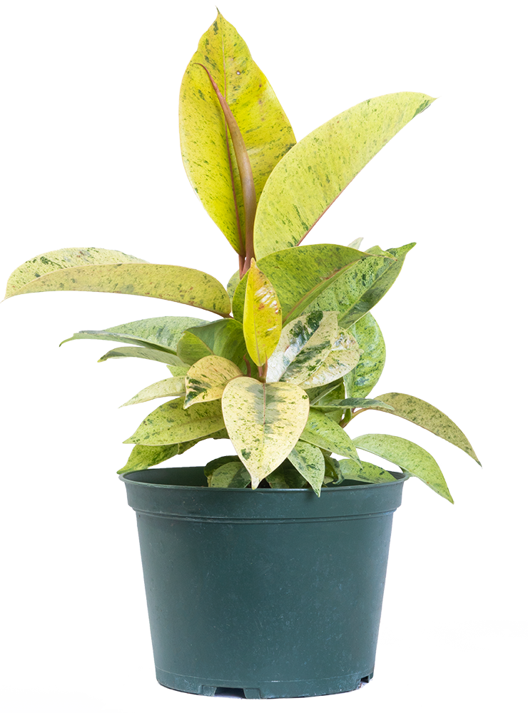 Ficus Shivereana Moonshine | Rubber Tree | 6" Pot | Easy Care ...