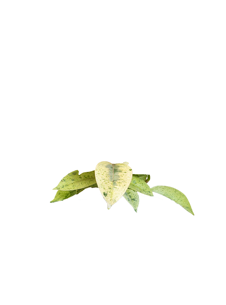 Ficus Shivereana Moonshine | Rubber Tree | 6" Pot | Easy Care ...
