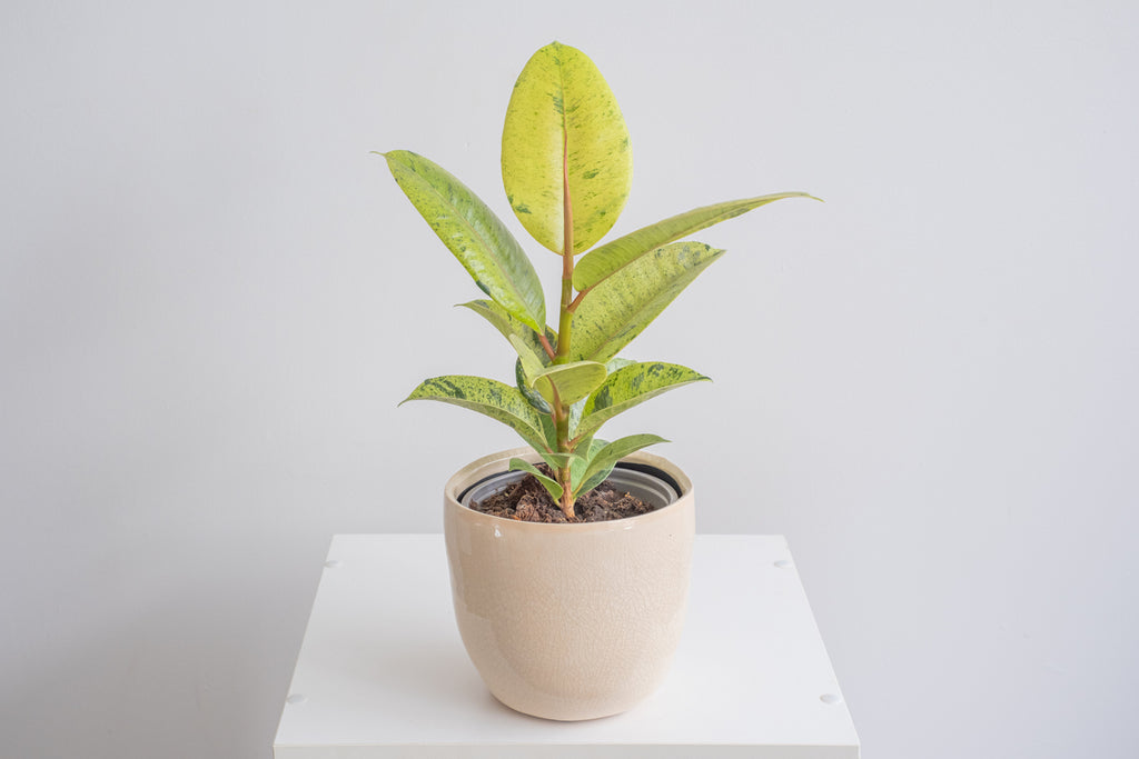 Ficus Shivereana Moonshine | Rubber Tree | 4" Pot | Easy Care ...