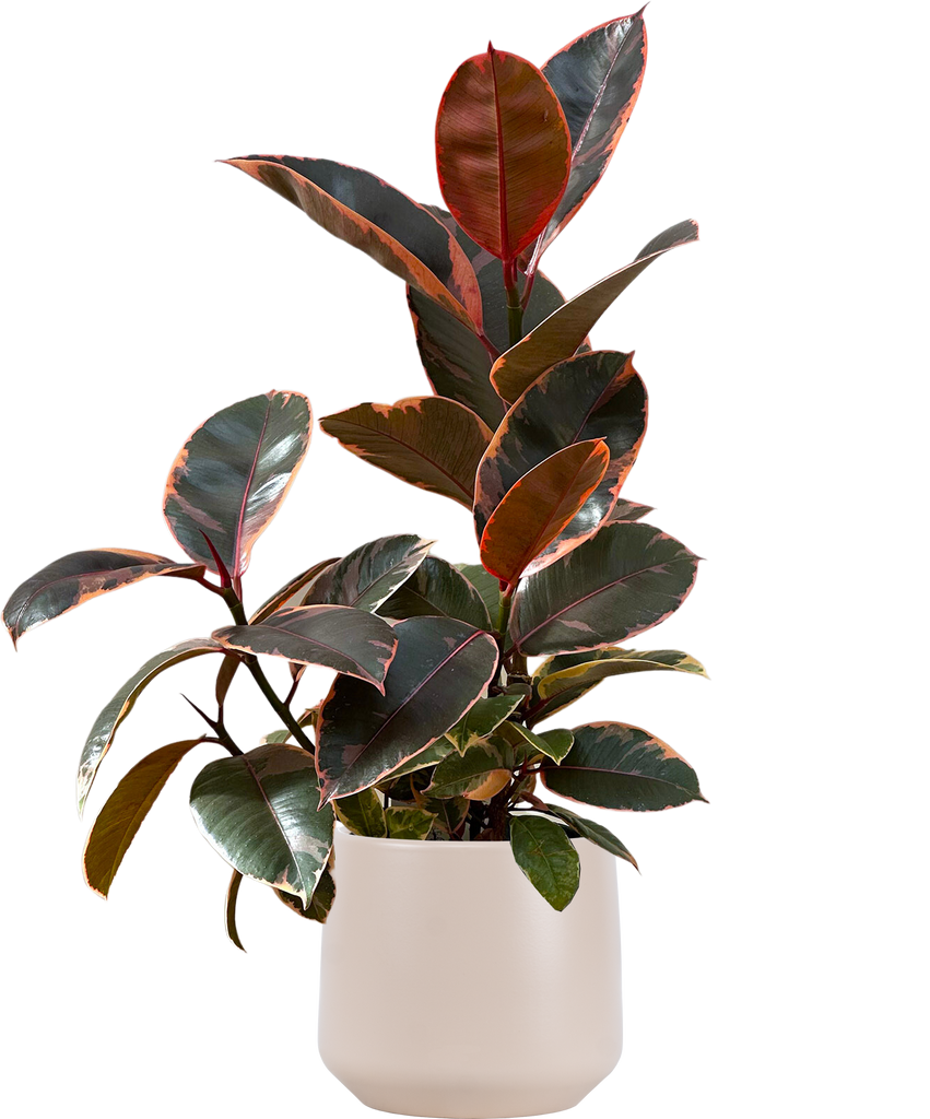Ficus Elastica Ruby | Rubber Tree | 6" Pot | Easy Care Houseplant ...