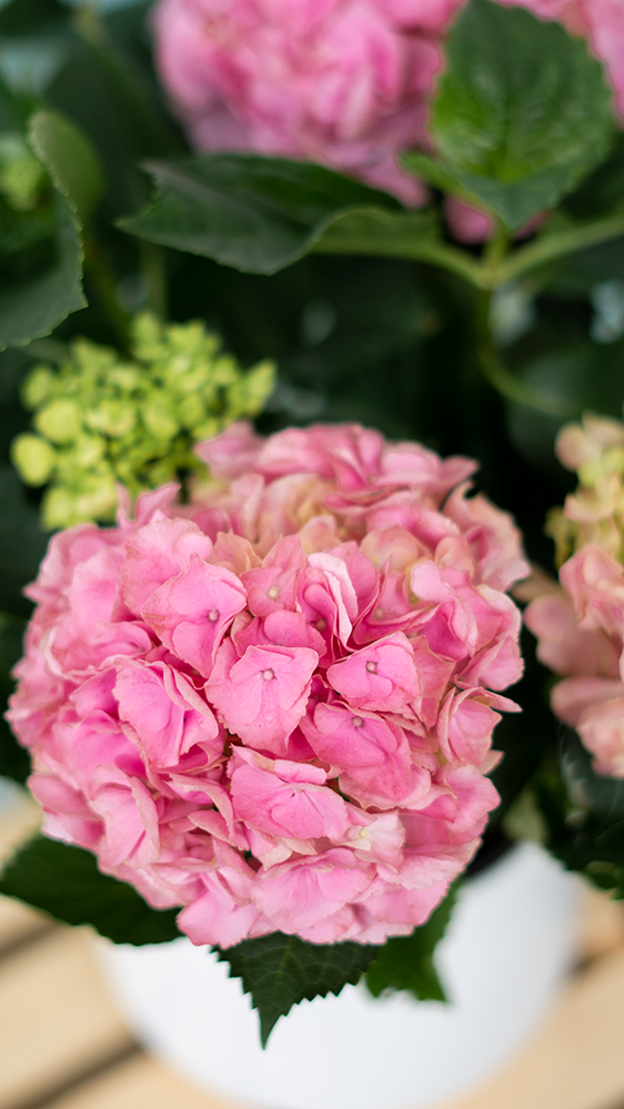 Hydrangea Macrophylla Pink | Mophead Hydrangea | 6" Pot | Easy Care ...