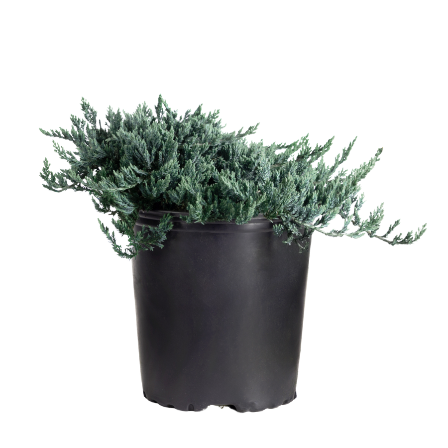 Juniperus Horizontalis Icee Blue | Dwarf Conifer | 2G Pot | Easy Care ...