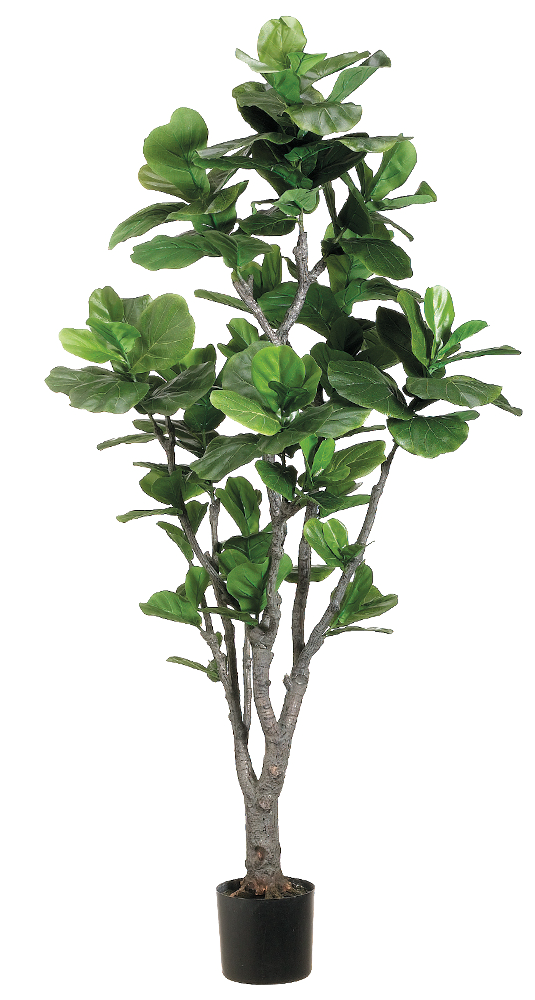 Artificial Ficus Lyrata Trunk | Fiddle Leaf Fig Multi Trunk | 10" Pot ...