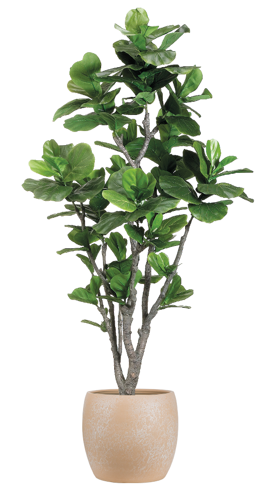 Artificial Ficus Lyrata Trunk | Fiddle Leaf Fig Multi Trunk | 10" Pot ...