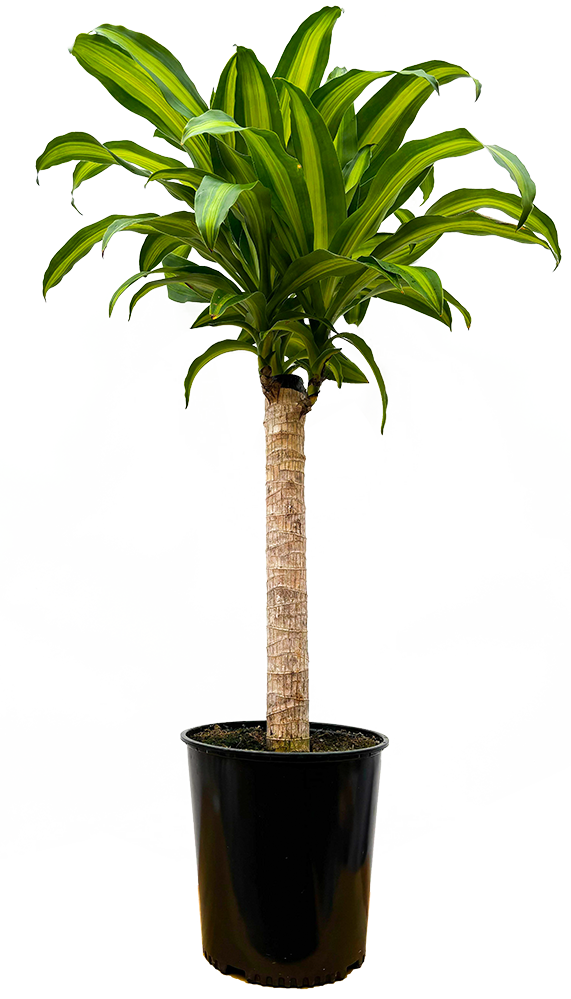 Dracaena Fragrans | Mass Cane | 10" Pot | Easy Care Houseplant | Plantsome