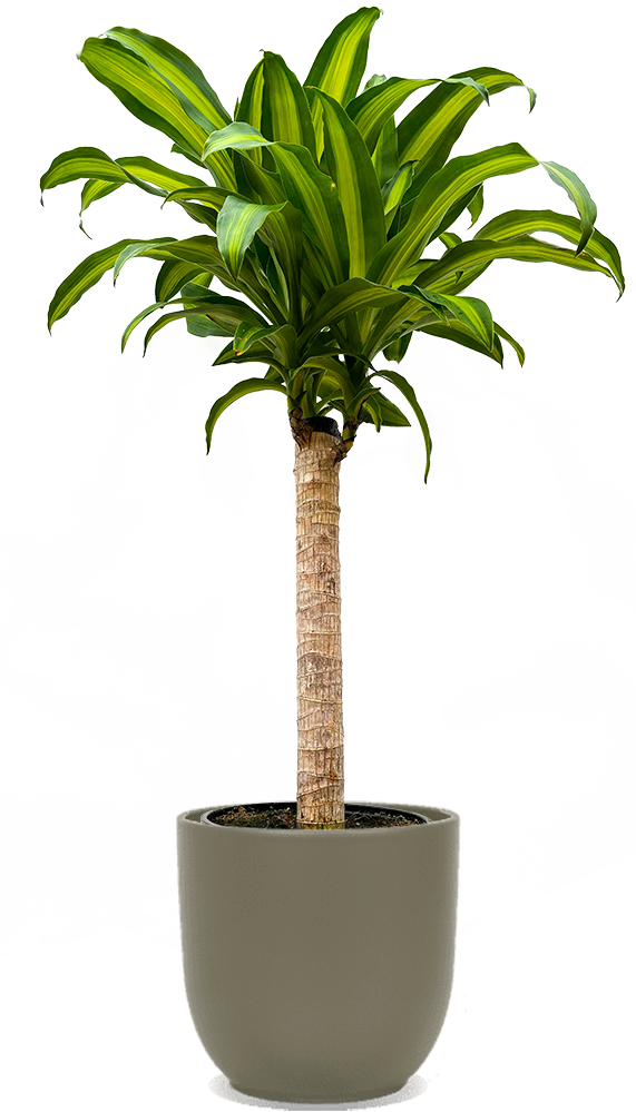 Dracaena Fragrans | Mass Cane | 10" Pot | Easy Care Houseplant | Plantsome