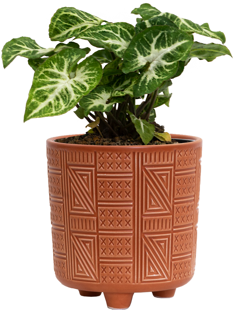 Syngonium Podophyllum | Nephthytis Glo Go | 4" Pot | Houseplant | Plantsome