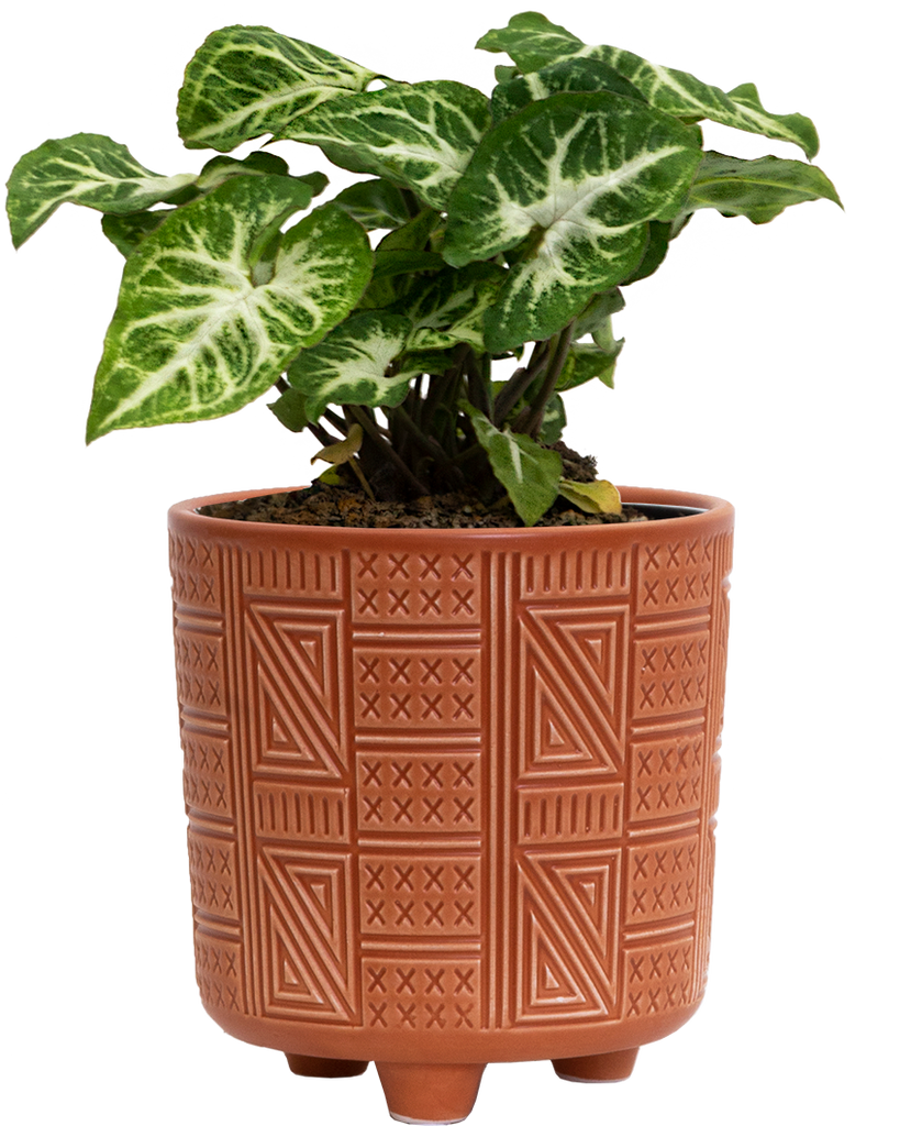 Syngonium Podophyllum | Nephthytis Glo Go | 4" Pot | Houseplant | Plantsome