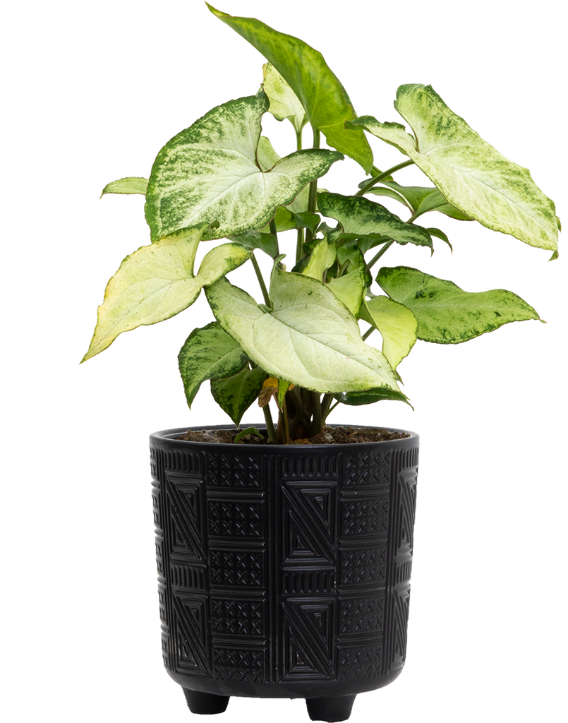 Syngonium Podophyllum | Nephthytis Holly | 4" Pot | Houseplant | Plantsome