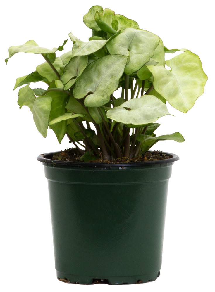 Syngonium Podophyllum | Nephthytis Moonshine | 4" Pot | Houseplant ...