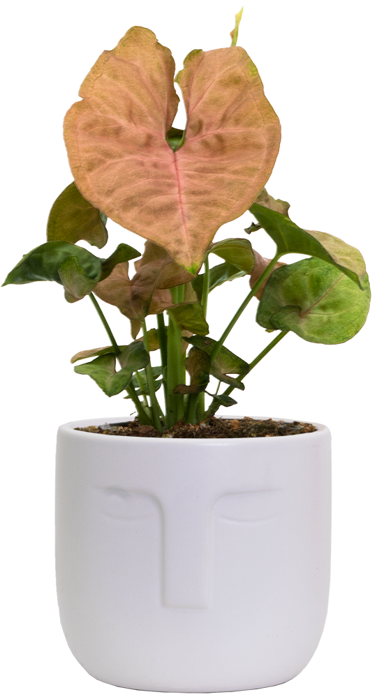 Syngonium Podophyllum | Nephthytis Strawberry Cream | 4" Pot ...