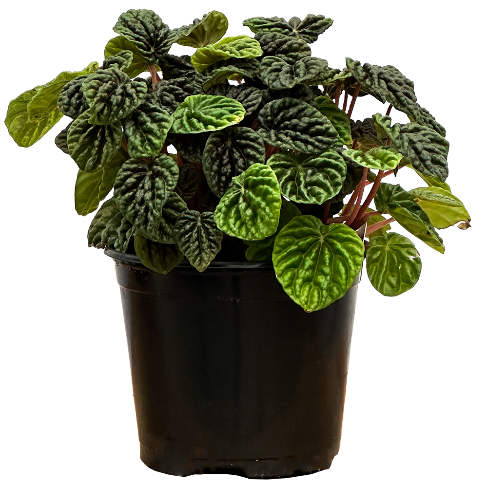 Peperomia Caperata | Emerald Ripple | 6" Pot | Pet Friendly And Easy ...