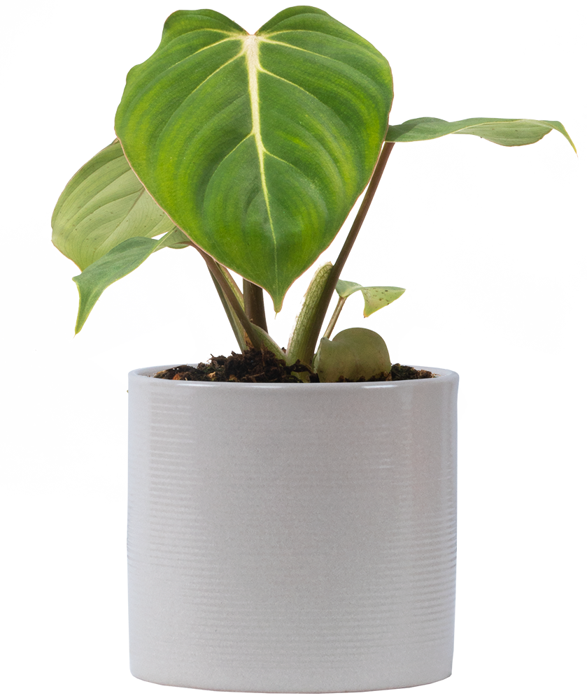 Philodendron Gloriosum | 4" Pot | Easy Care Houseplant | Plantsome