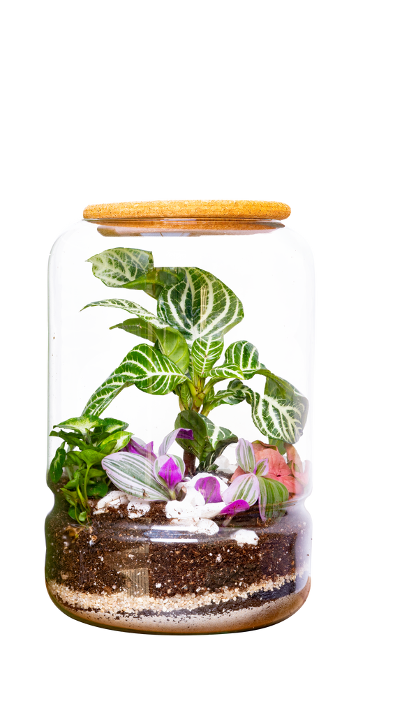 Tara the Terrarium | M – Plantsome