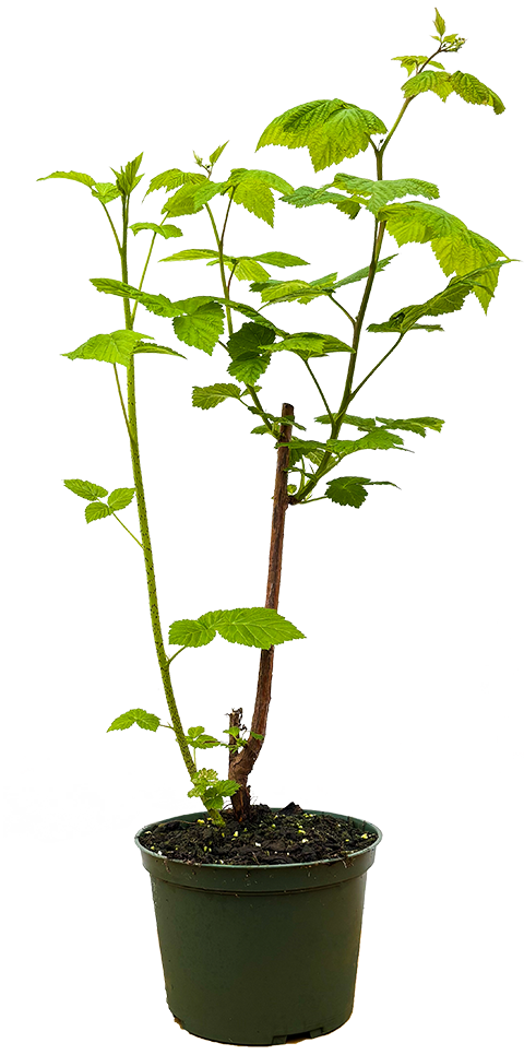Rubus Idaeus | Nova Raspberry (M) – Plantsome