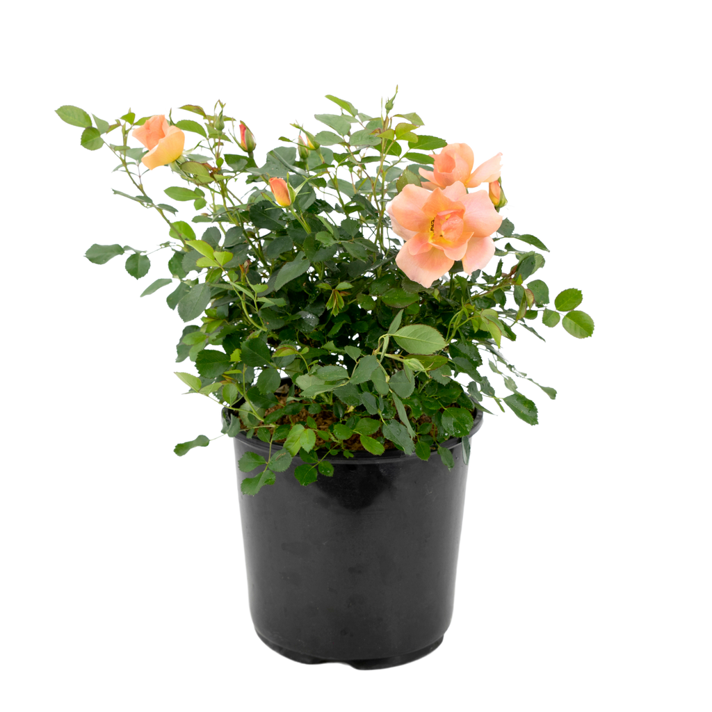 Chinook Sunrise ™ | Rosa (L) – Plantsome
